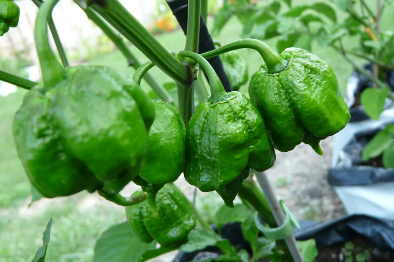 kiskaneo: 10 semillas de Trinidad Scorpion, el chile más picante del mundo!