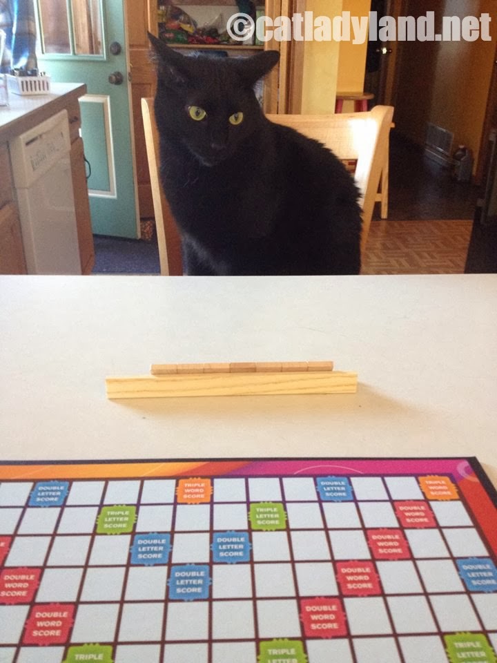 Catladyland: Cats are Funny: Scrabble Cat Kicks My Butt