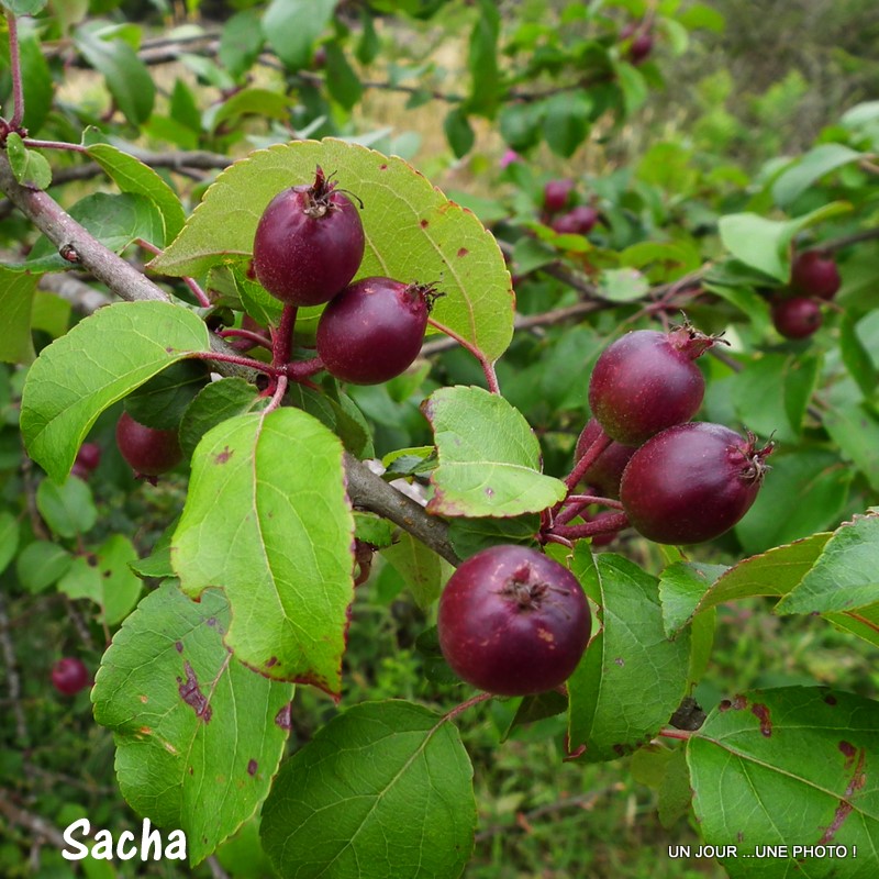 Un jour....Une photo !: Pommier ...sauvage