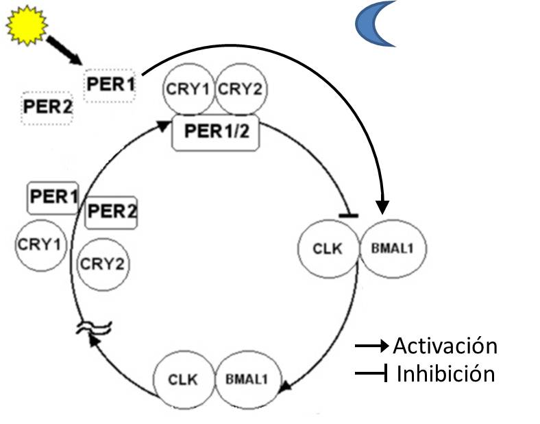 Antipodea: Cambio de paradigma en el estudio de ritmos circadianos