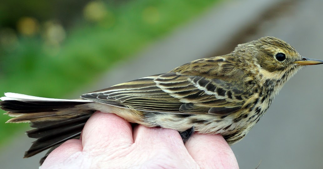 Another Bird Blog: Long Time No See