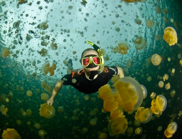 Tropical Beauty of Kakaban Lake as an Awesome Holiday Destination ...