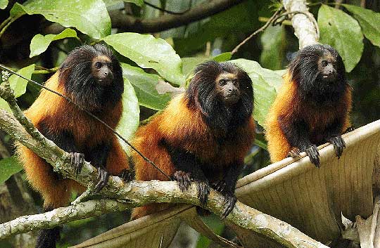 MICO LEÃO DA CARA PRETA (Leontopithecus caissara) - Klima Naturali™