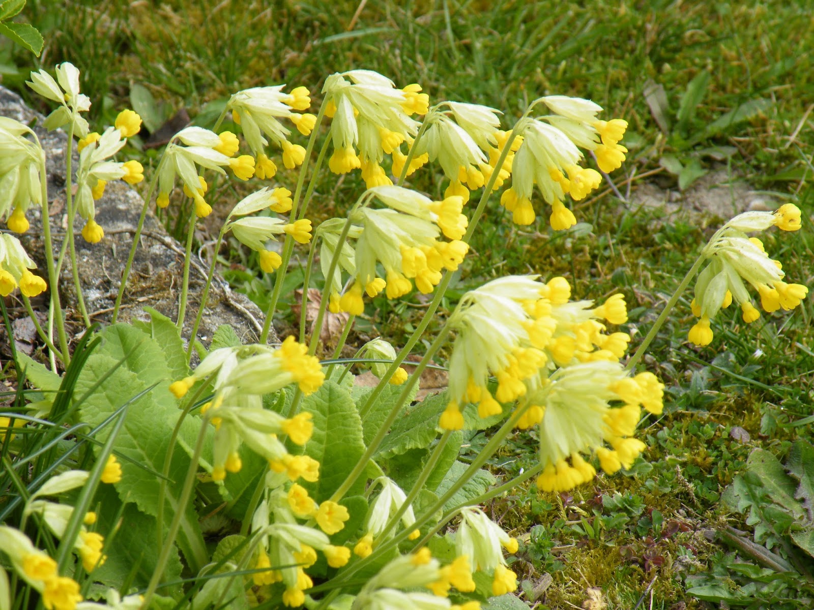 du-four-au-jardin-et-mes-dix-doigts: du blanc au jaune coucou