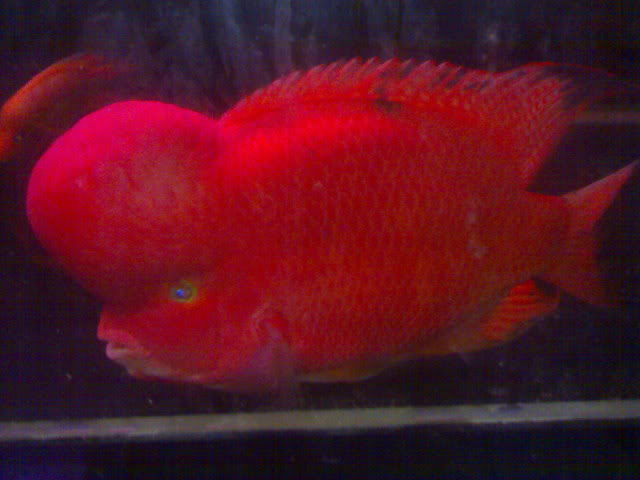 Flowerhorn The Hybrid Cichlids: Red Monkey FH