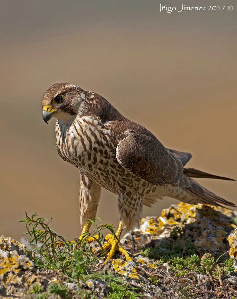 HALCON PEREGRINO Y LA CETRERIA