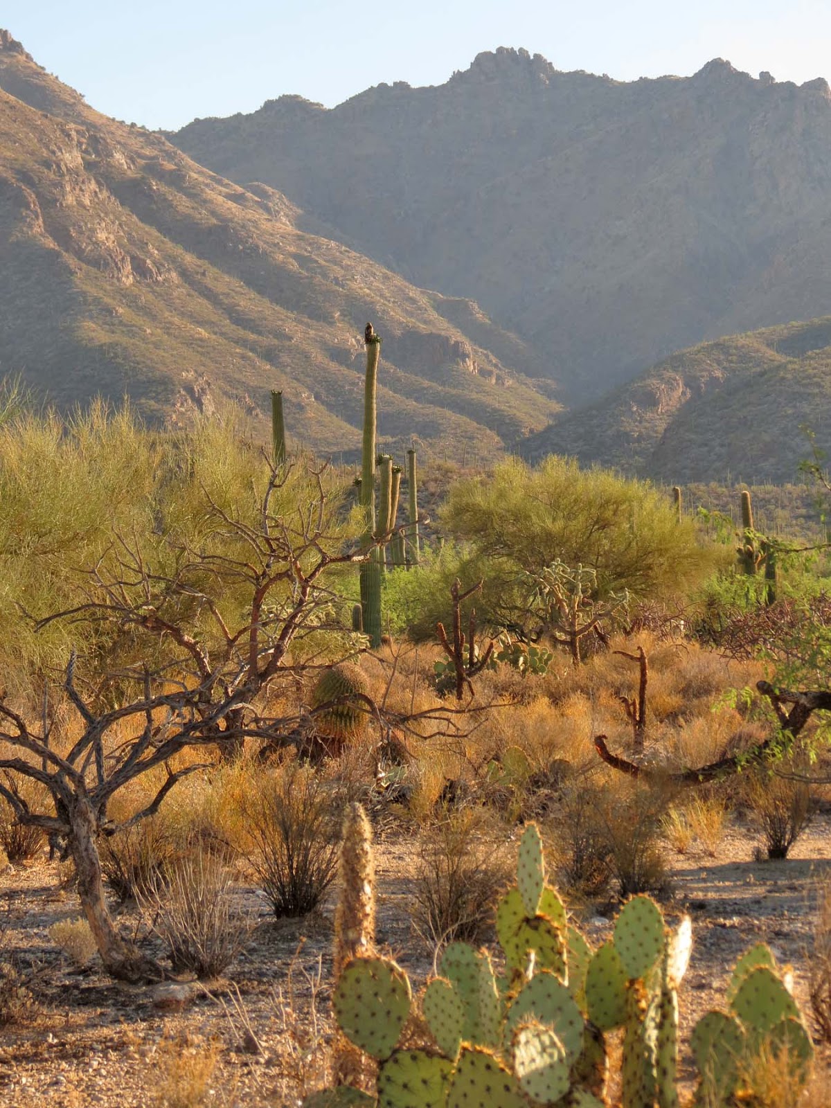 Desert Colors: June 2013