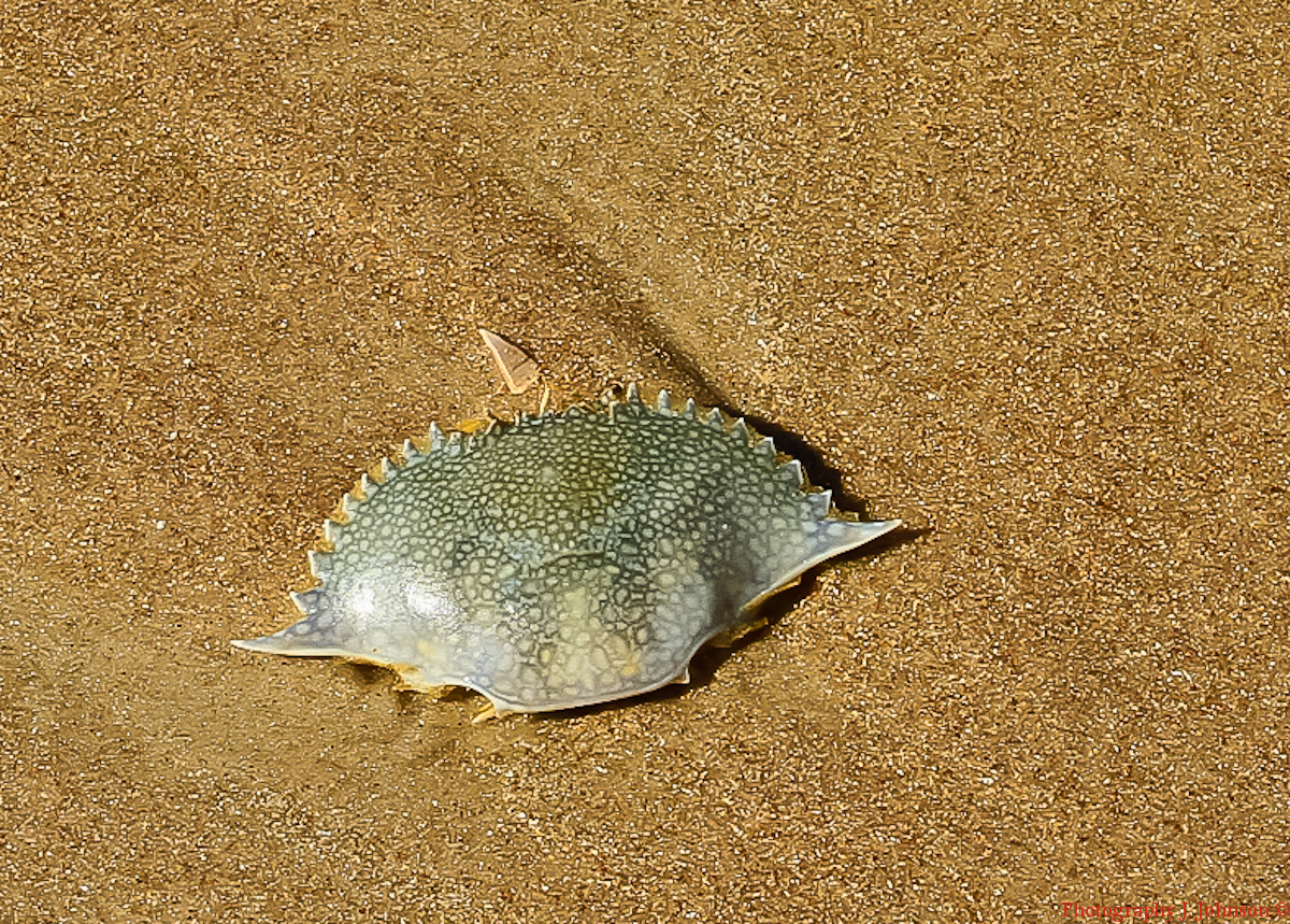 Lincoln's Domain: Topsail Island Creatures