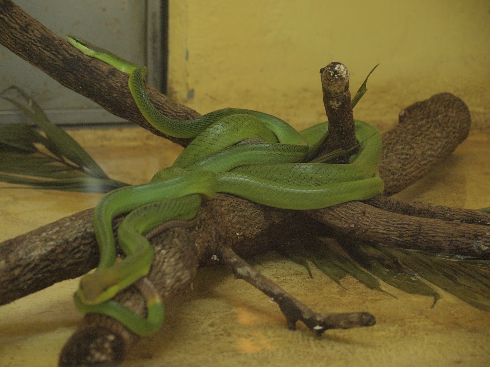 Kau Yang Satu: TAMAN ULAR DAN REPTILIA PERLIS