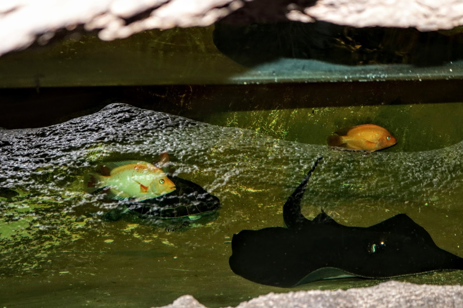 Citrinellum Goldfish Pics At The Akron Zoo