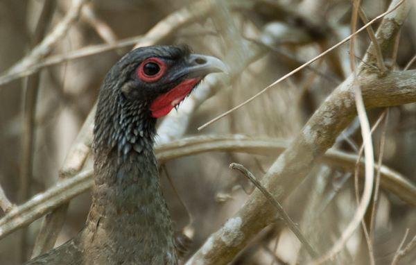 foto y natura: Selva seca