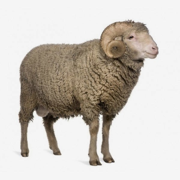 Gatibook: Le bélier, un bélier (nom masculin)