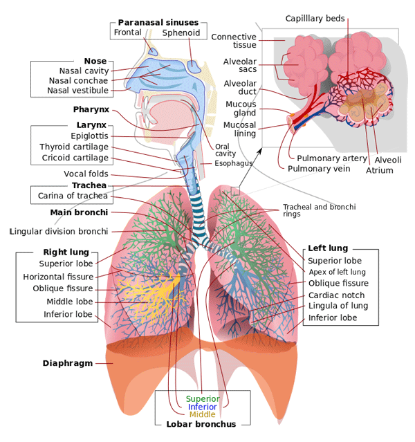 How does the Respiratory System Work?