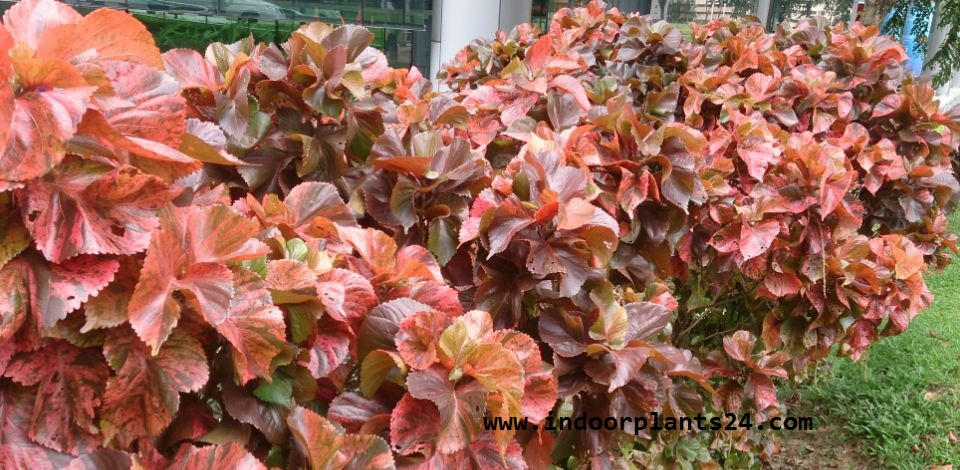 🤷INDOOR PLANT🤷Acalypha Wilkesiana Euphorbiaceae COPPER LEAF Plants Care ...