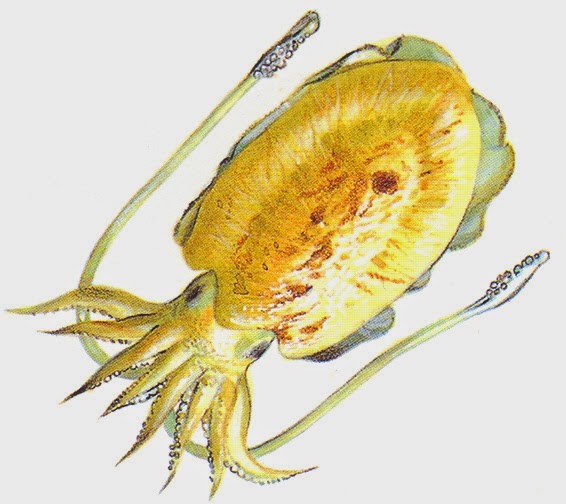 El rincón de Mundín: LOS CEFALÓPODOS: EL CALAMAR, LA JIBIA Y EL PULPO