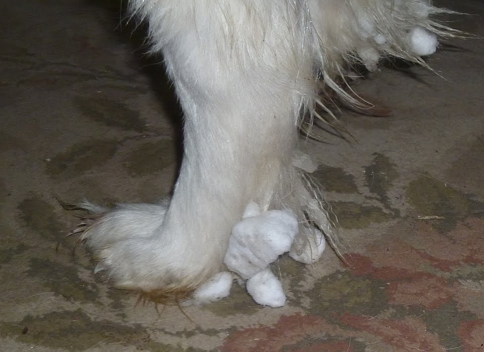 Rural Revolution: Snowy surprise