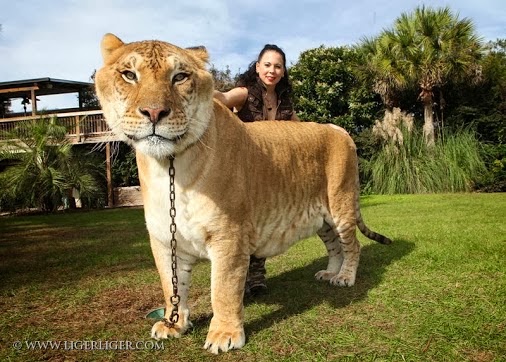 Sarit Yahalomi: The liger is a hybrid cross between a male lion and a ...