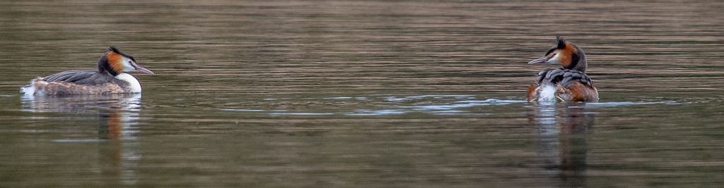 Rod Wynne-Powell's Blog: Marston Lake – Offchance Visit