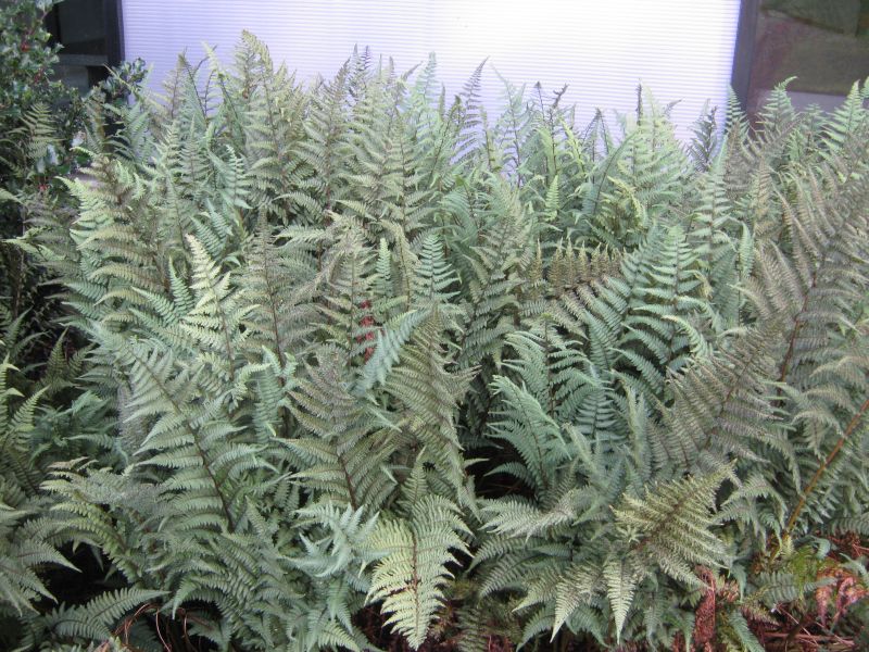 Future Plants by Randy Stewart: Fern - Athyrium ( Painted & Lady Ferns )