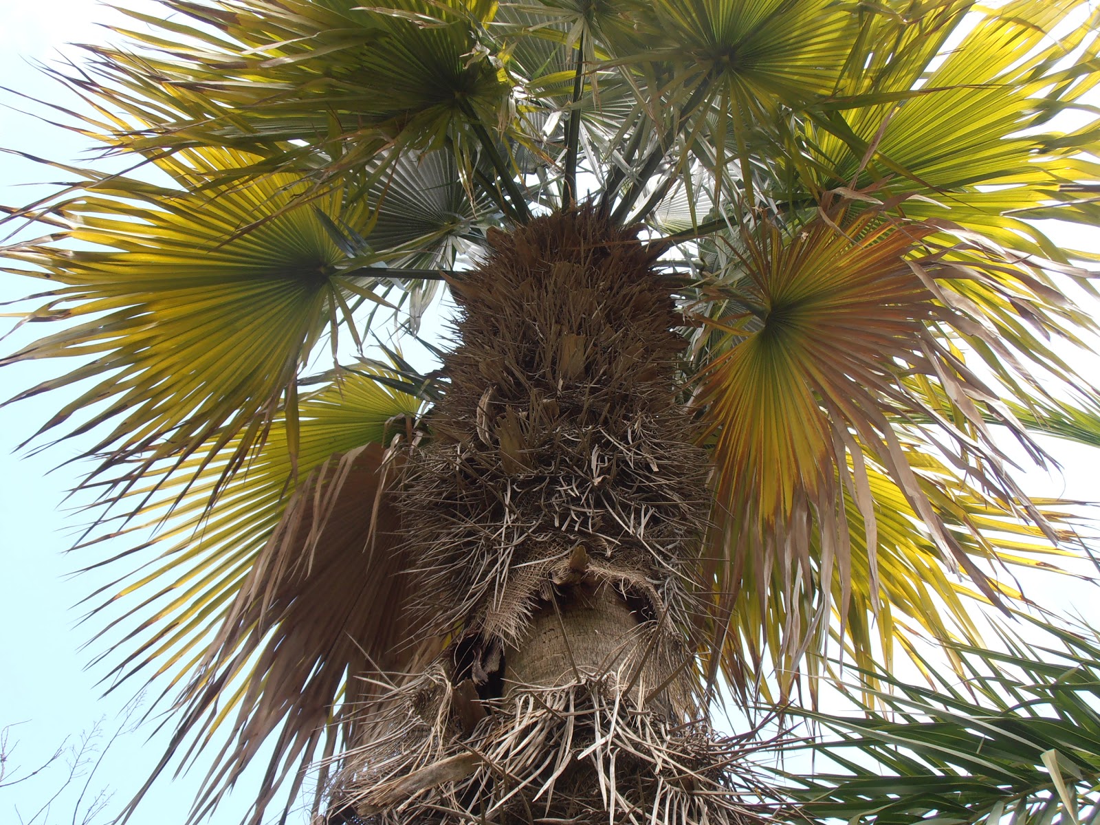PALMERA ESPINOSA: Trithrinax brasiliensis | Plantas rioMoros
