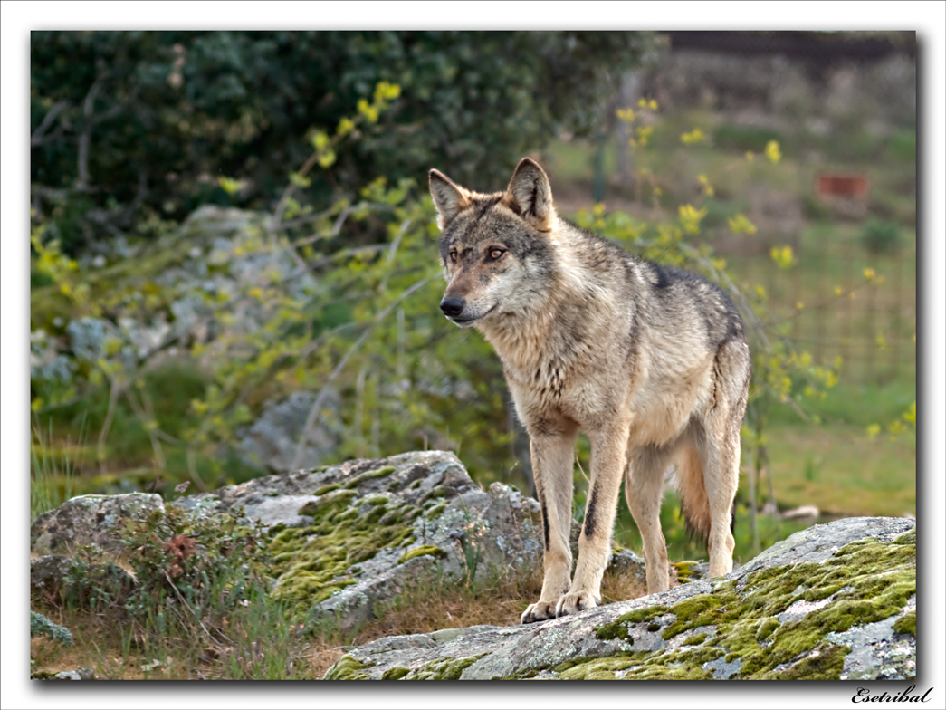 Afotando By Esetribal: Lobo Iberico