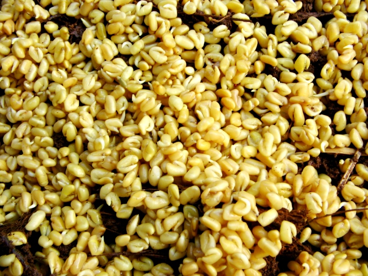 AnnaParabrahma: Growing Methi