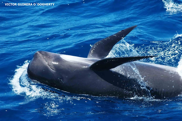 Mis imágenes de aves: EL CALDERON COMUN