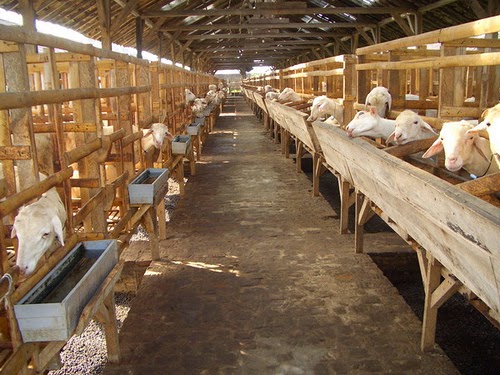 5 Tahap Cara Ternak Kambing yang Baik dan Benar - Budidaya Bagus