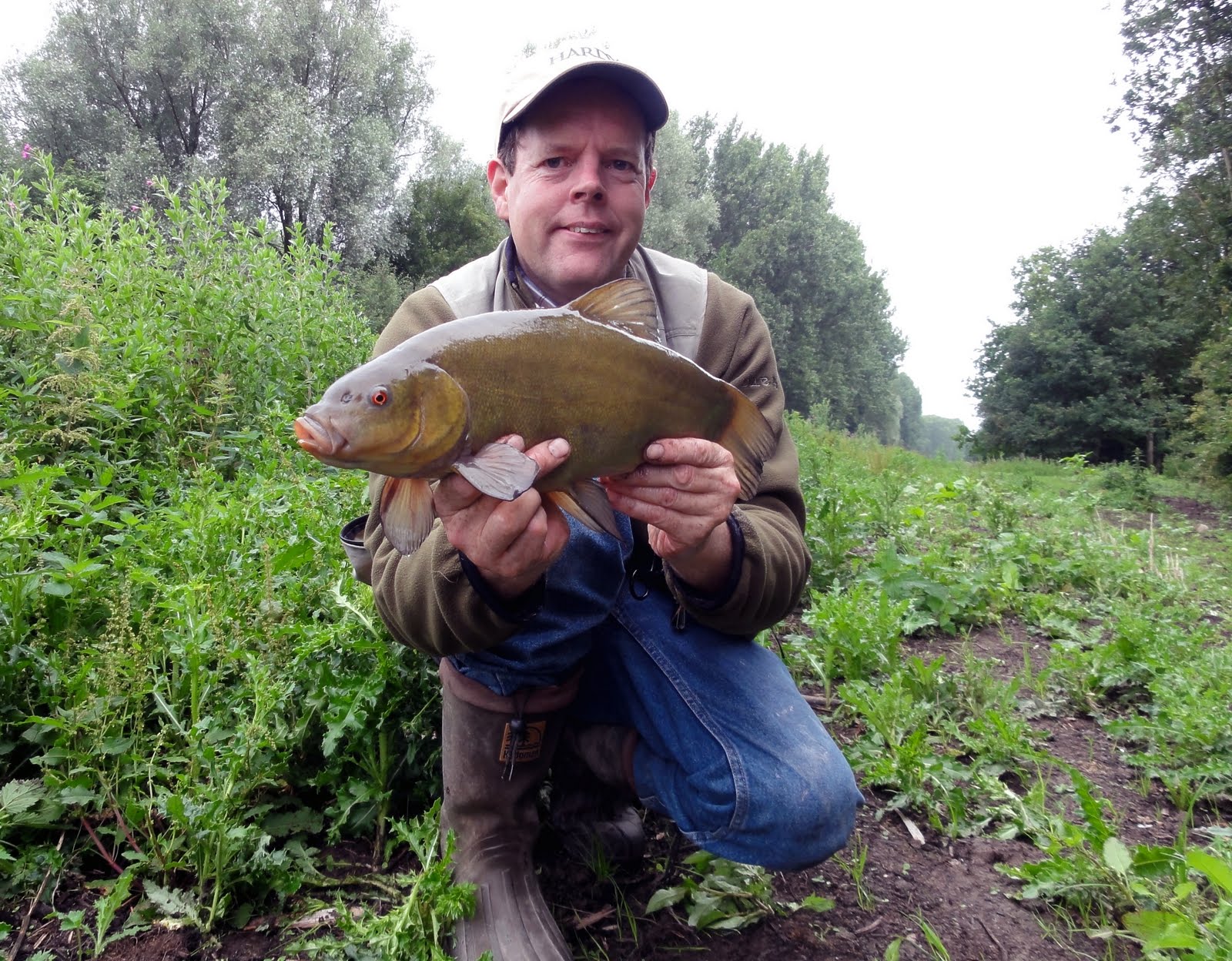 Rieg's vis weblog: Zeelt, tench, tinca tinca