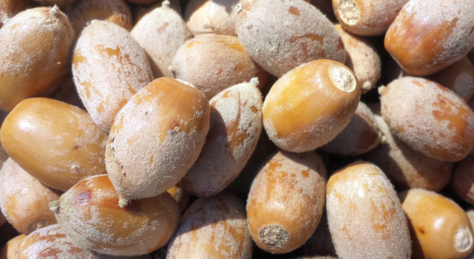 Musings from Little Grove Farm: Preparing Acorn Flour from Acorns