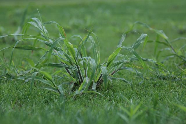 International Golf Maintenance, Inc. - IGM: Golf Course Maintenance Tip ...