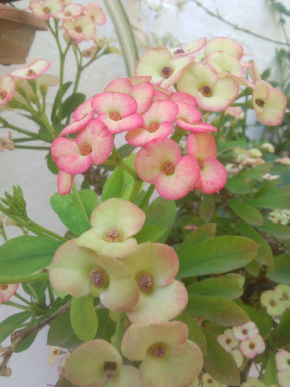 majaillaflor: hierba doncella