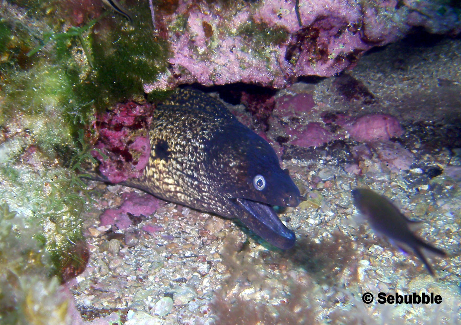 Plongée à Majorque: Le poisson serpent de Majorque