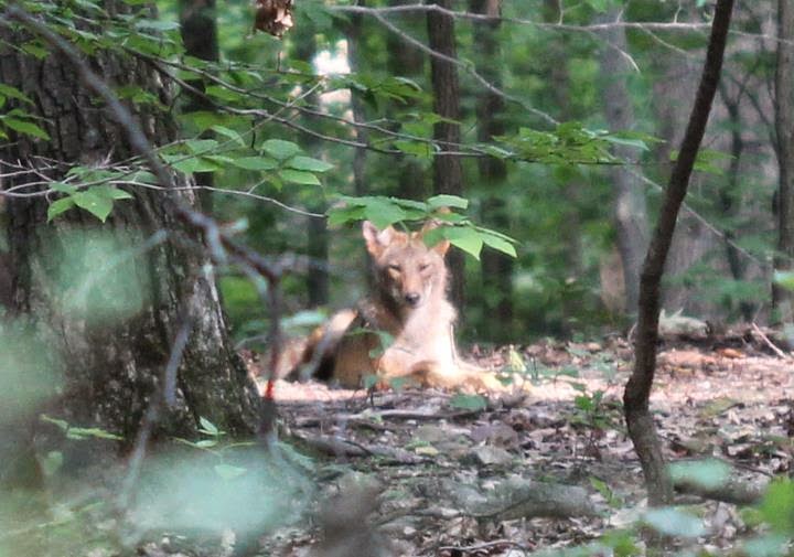 A Case Of Wildlife Fever: Northern Virginia Coyotes: Part II