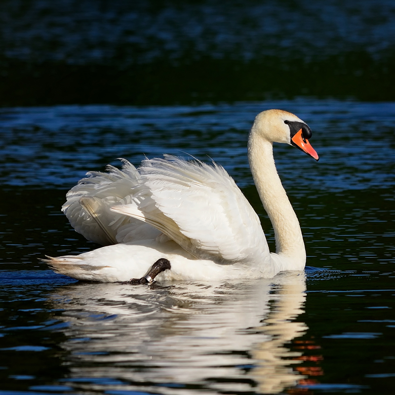 Knuts fugleblogg: Svanefamilie en morgenstund