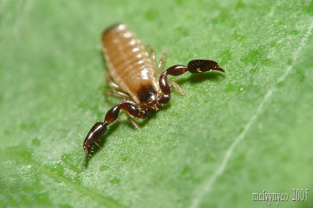 Melvyn's Photography: Pseudoscorpion