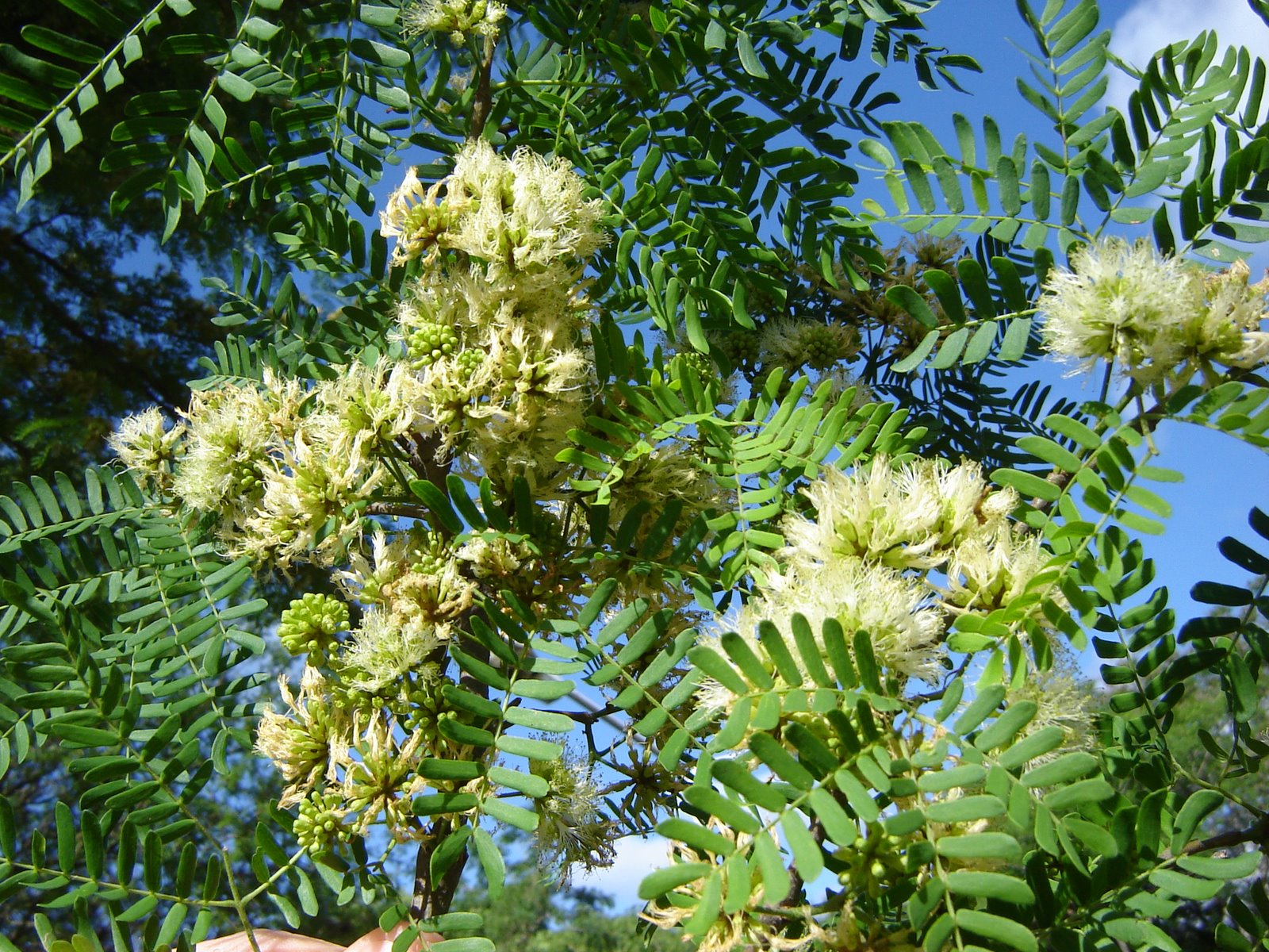 Timbaúba - Enterolobium contortisiliquum | Natureza Bela
