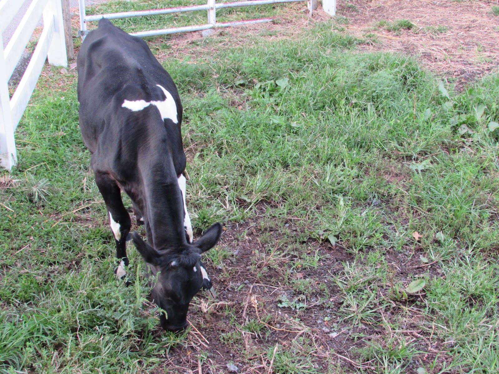 Round Hill Park Farm, Elizabeth Township, Allegheny County ...