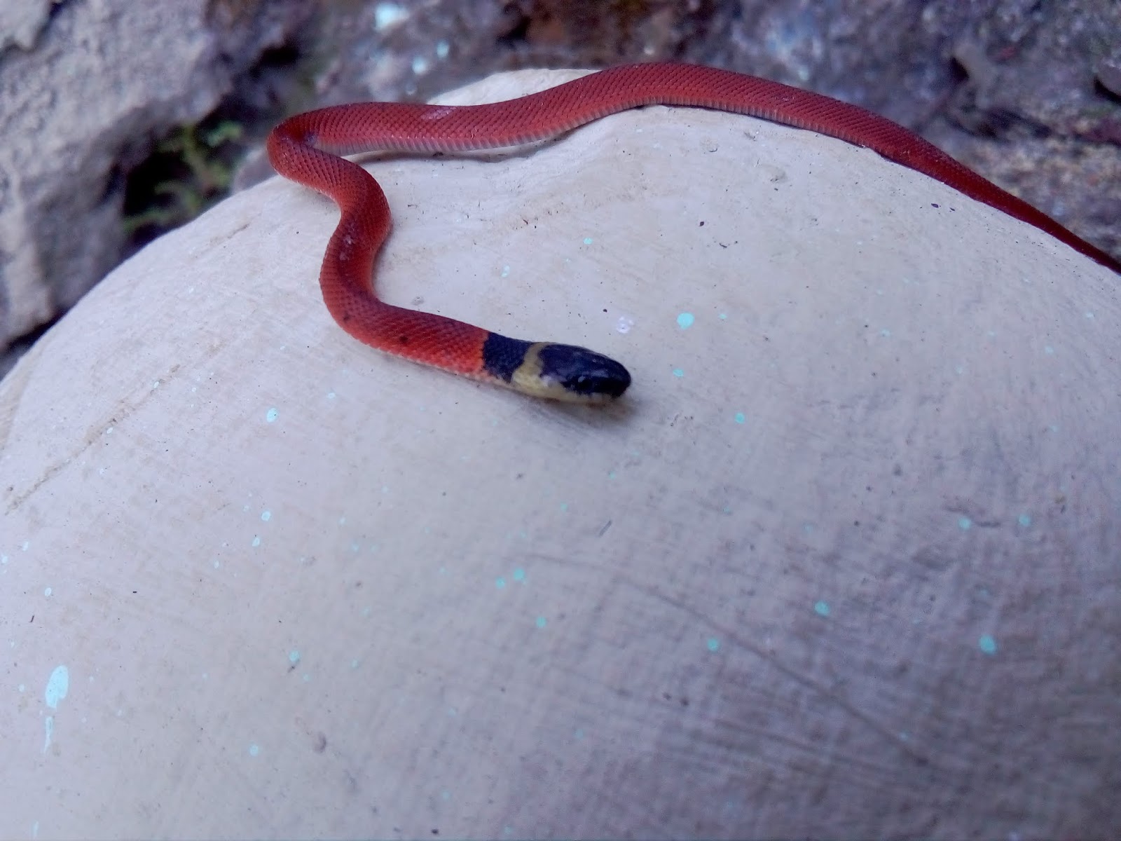 CUILAPA OCIO: SERPIENTES DE CUILAPA , GUATEMALA