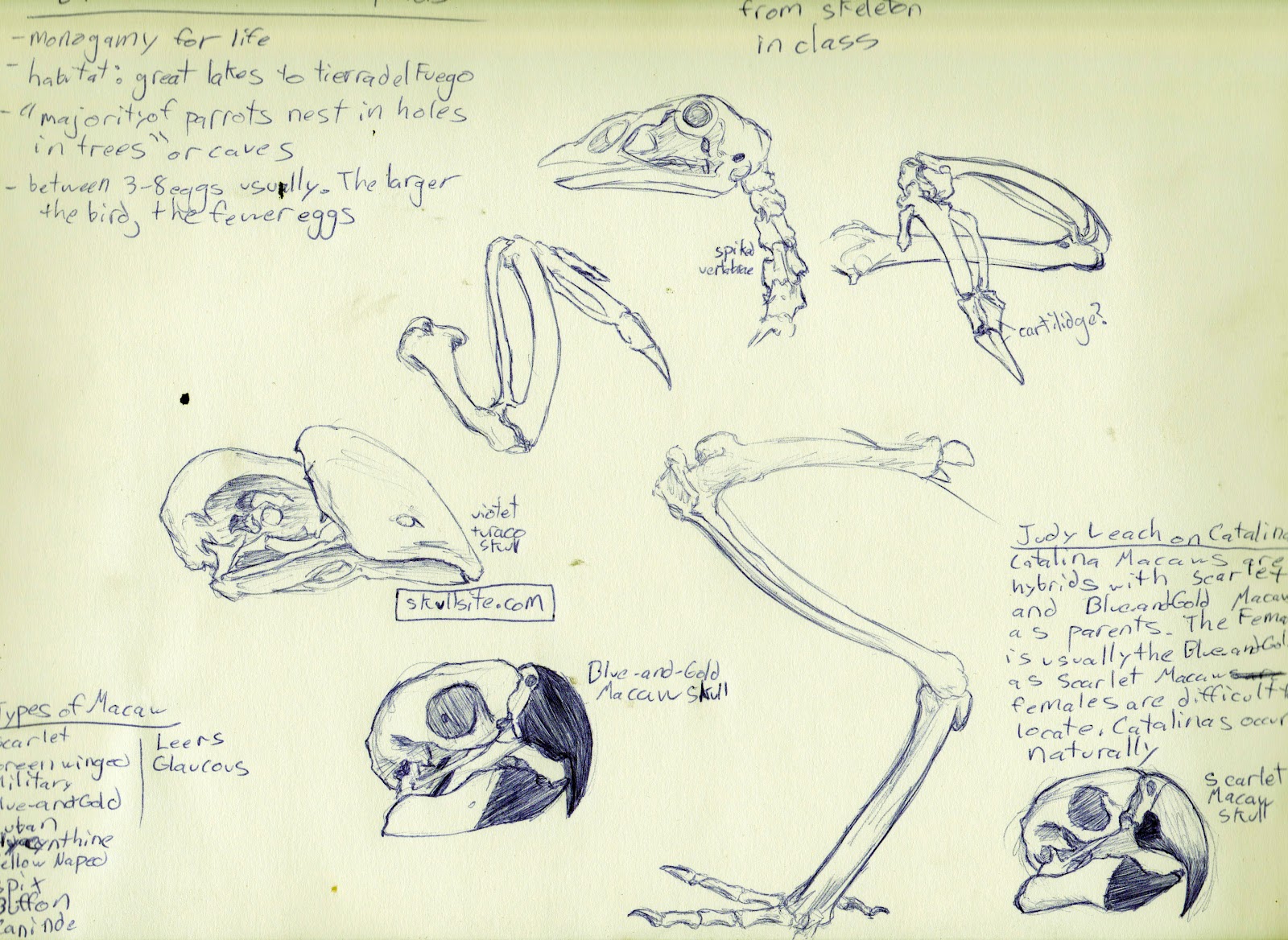 Labeled Pigeon Skeleton