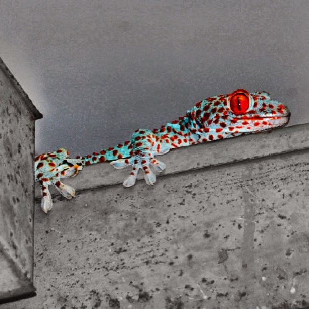 Meine Träume leben in Khon Kaen, Thailand: Tukae und kein Ende