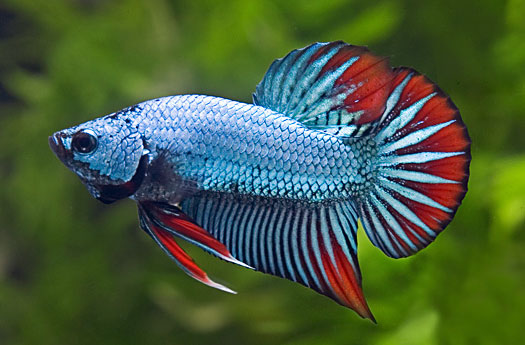 Journey of cupang: Si paling Kecil di Keluarga Cupang