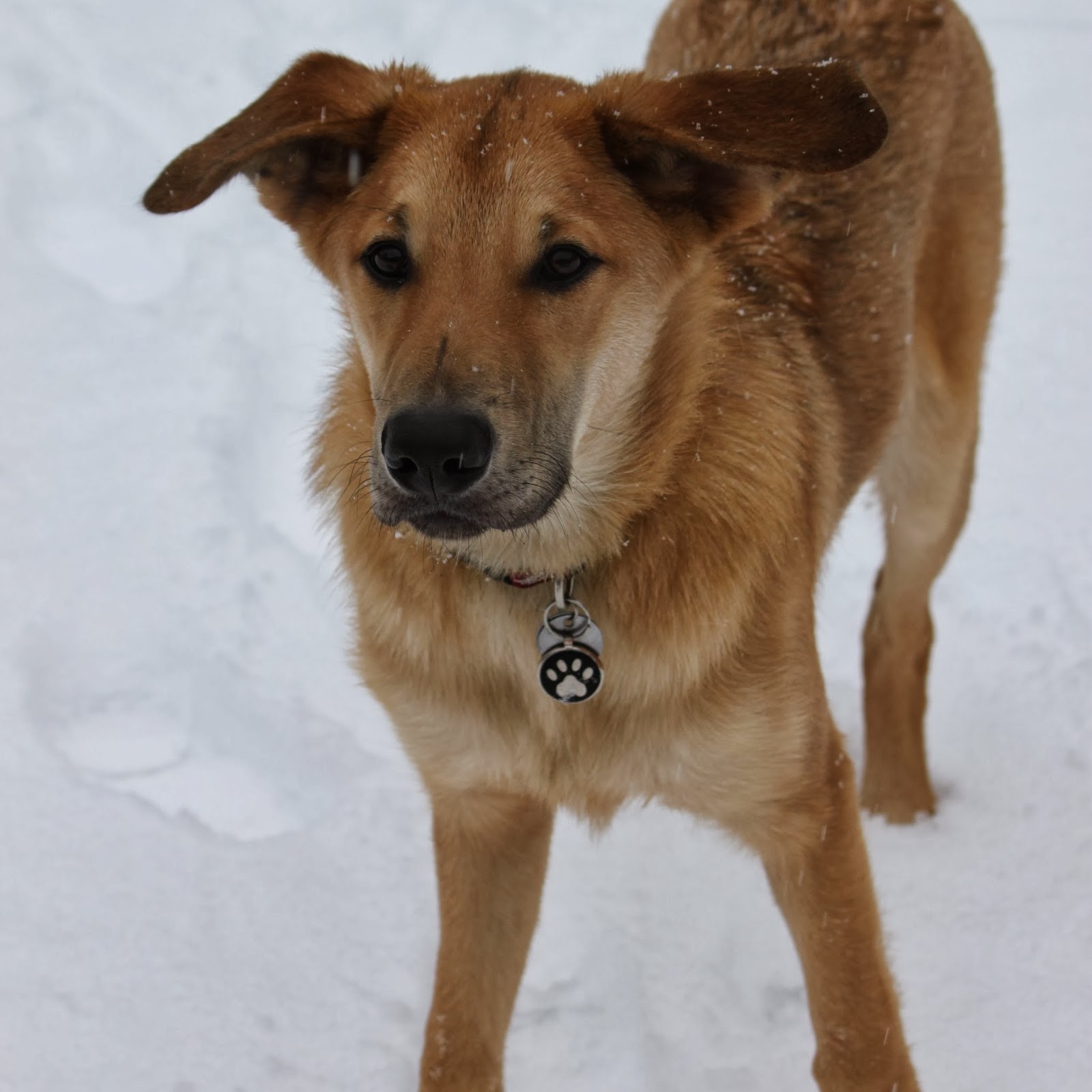 BrownStone Chinooks: Chinooks in Their Element
