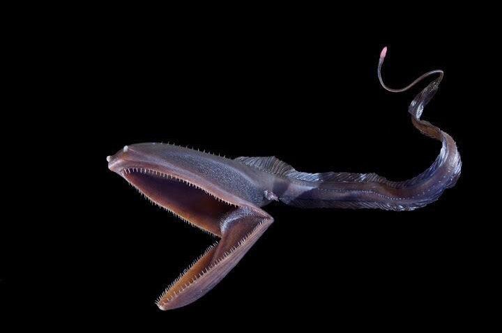 PELICAN EEL ~ Everything About Fish
