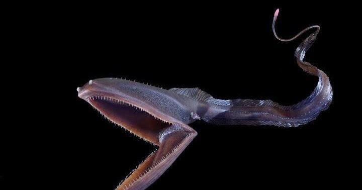 PELICAN EEL ~ Everything About Fish