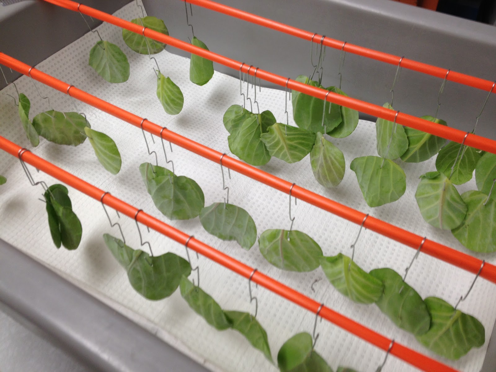 LIFE-CTAHR: Diamond Back Moth: Insecticide Resistance Bioassays