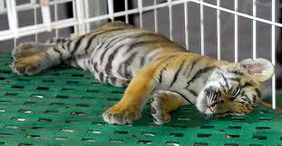 wildfolio: Lion and Tiger Cub Exploitation in Mexico