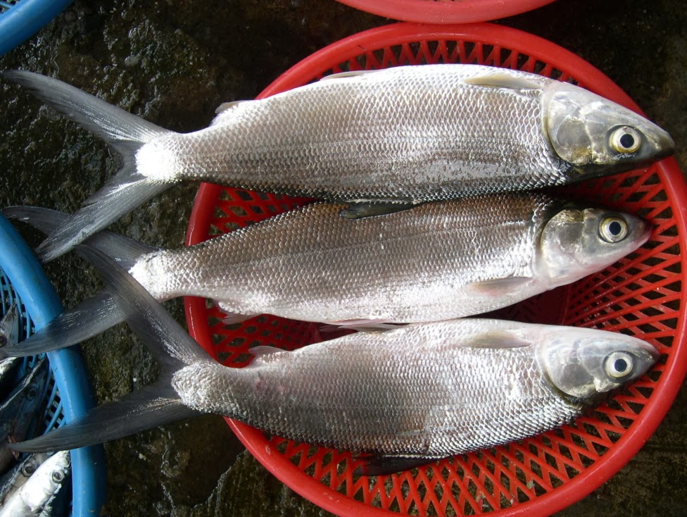 Kandungan Omega 3 Ikan Bandeng Lebih Tinggi dari Ikan Salmon - NAQS DNA