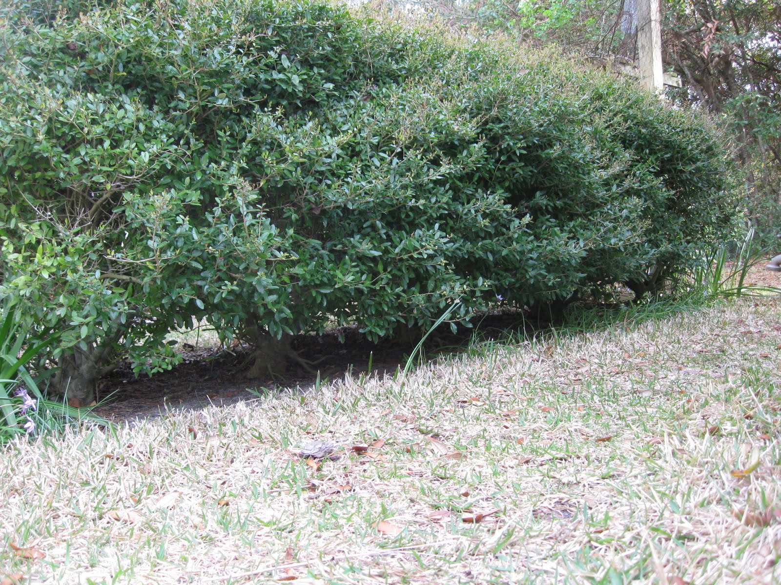 Gardening From the Ground Up: Apr 5, 2011