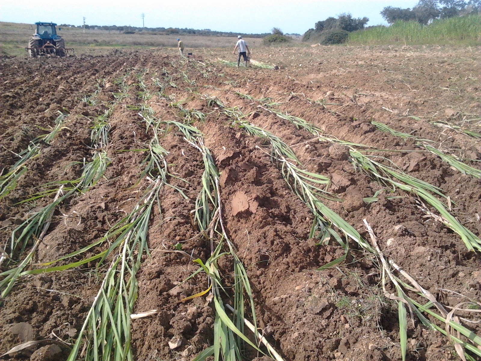 Maralfalfa & King Grass Portugal